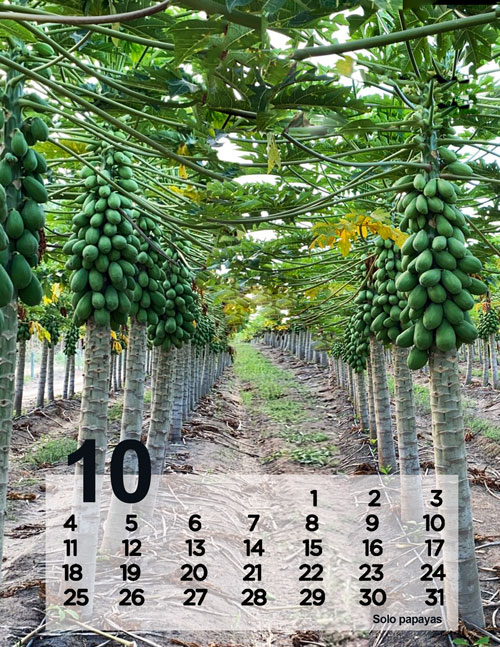 Tropical desktop calendar, free download - Brooks Tropicals